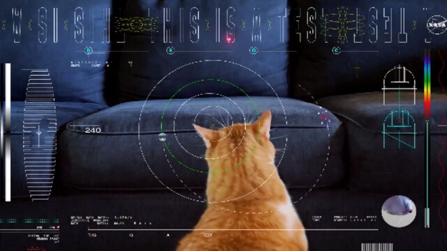 NASA's first deep space 'live' video features Taters the Tabby Cat ...