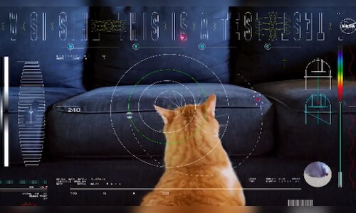 NASA's first deep space 'live' video features Taters the Tabby Cat ...