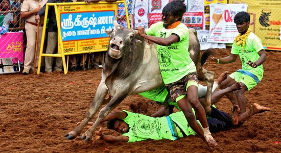 Jallikattu: Excitement builds as Tamil Nadu gears up for bull-taming ...