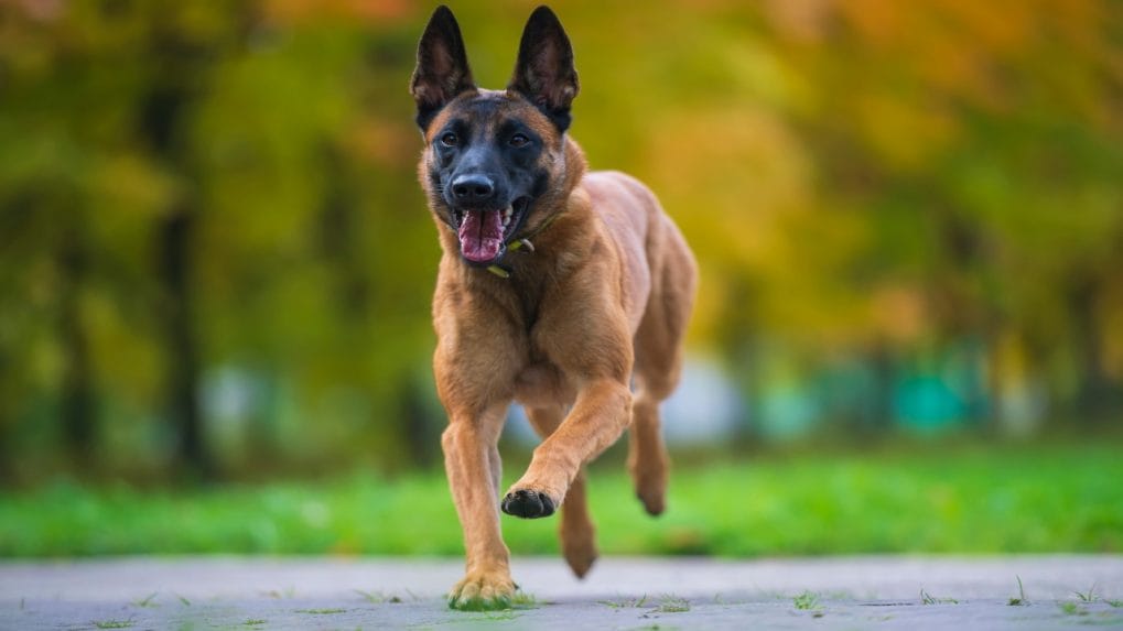 NSG switches to Belgian Malinois – the dog breed used by US Navy Seals ...